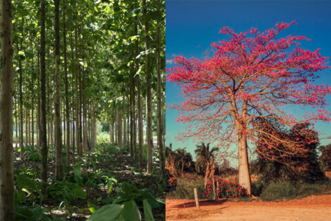 Ipe vs. Teak Wood for Outdoor Furniture Applications | Terra